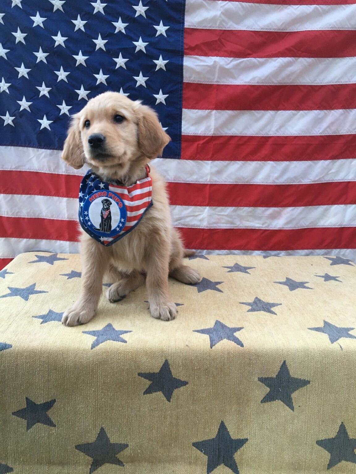 Photo Gallery | Hero Pups